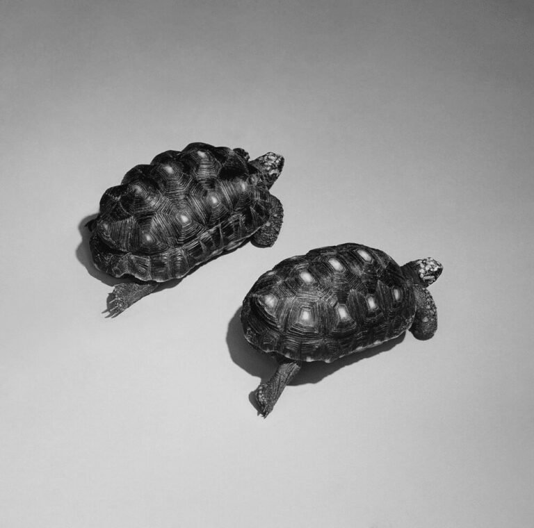 The Day of the Jackal Season 1 OST: The Complete Soundtrack – Every ...